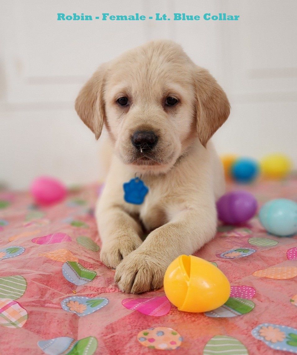 Golden Lab Puppies | Sayre, PA