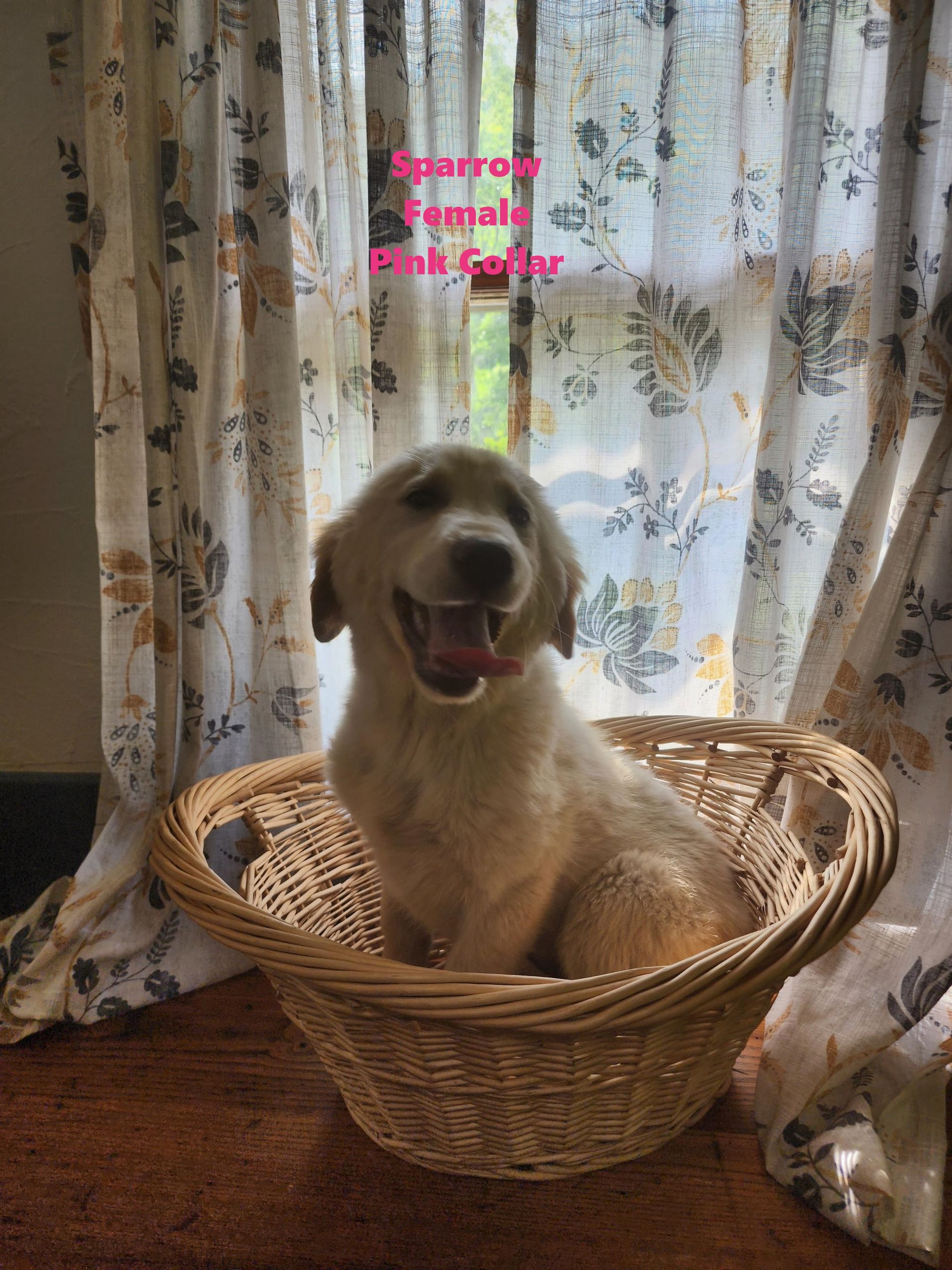 Golden Lab Puppies | Sayre, PA