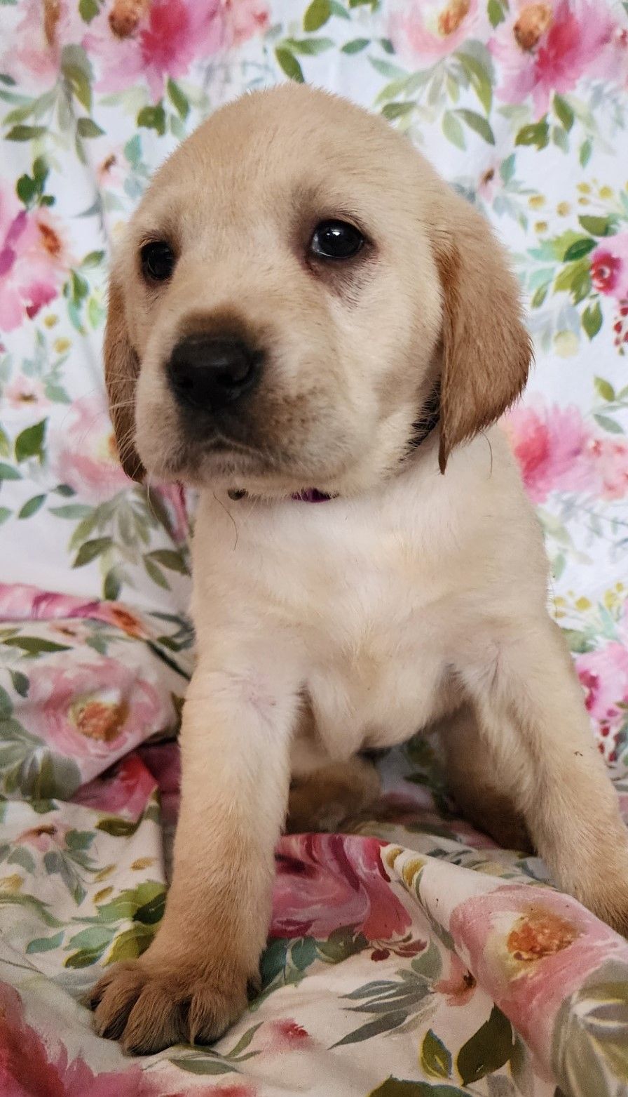 Golden Lab Puppies | Sayre, PA