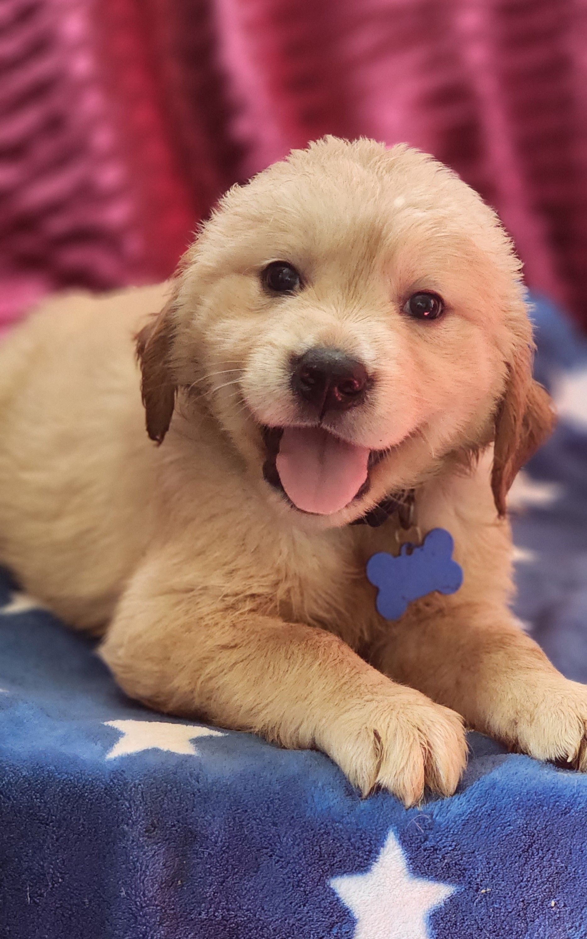 Golden Lab Puppies | Sayre, PA