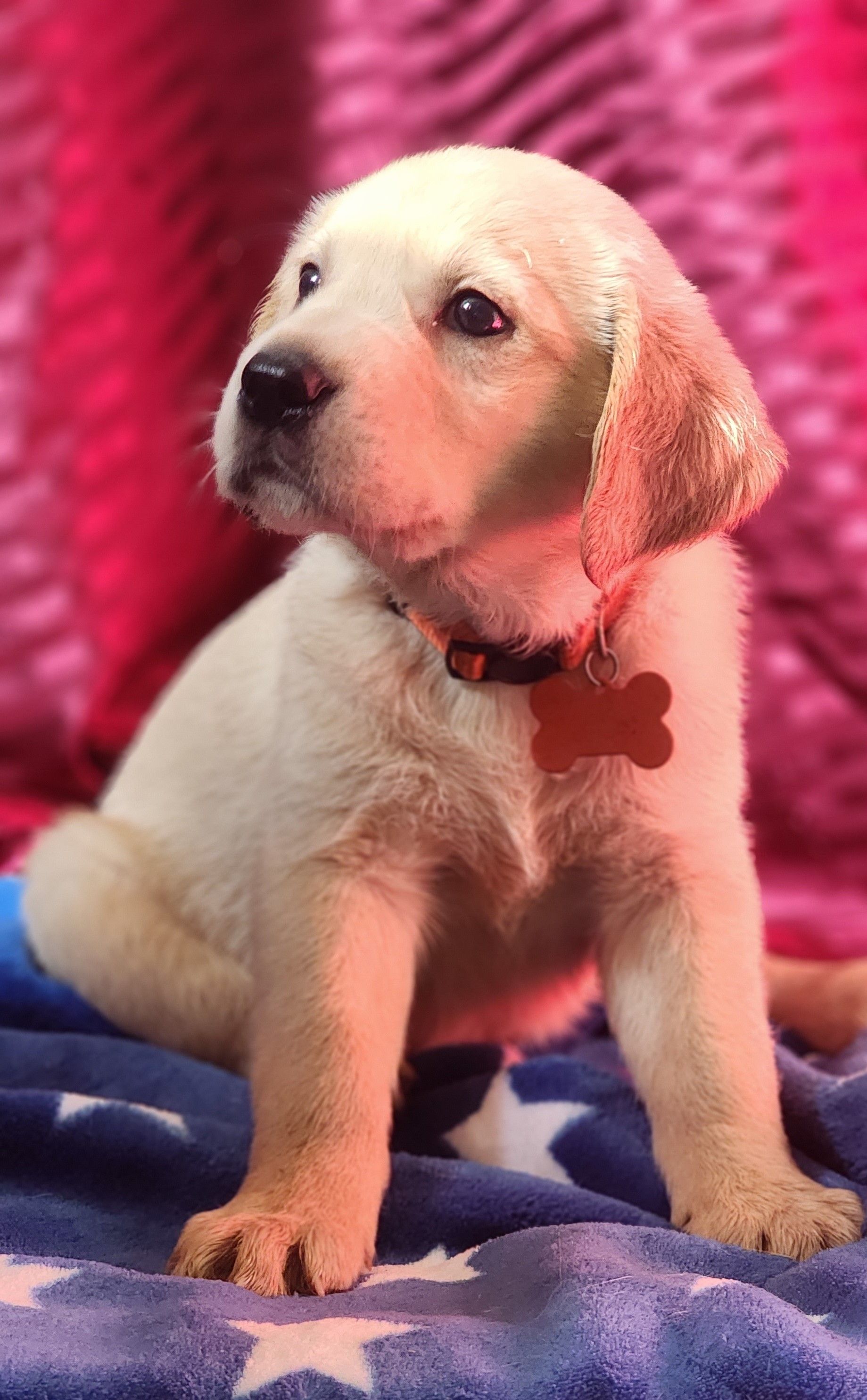Golden Lab Puppies | Sayre, PA