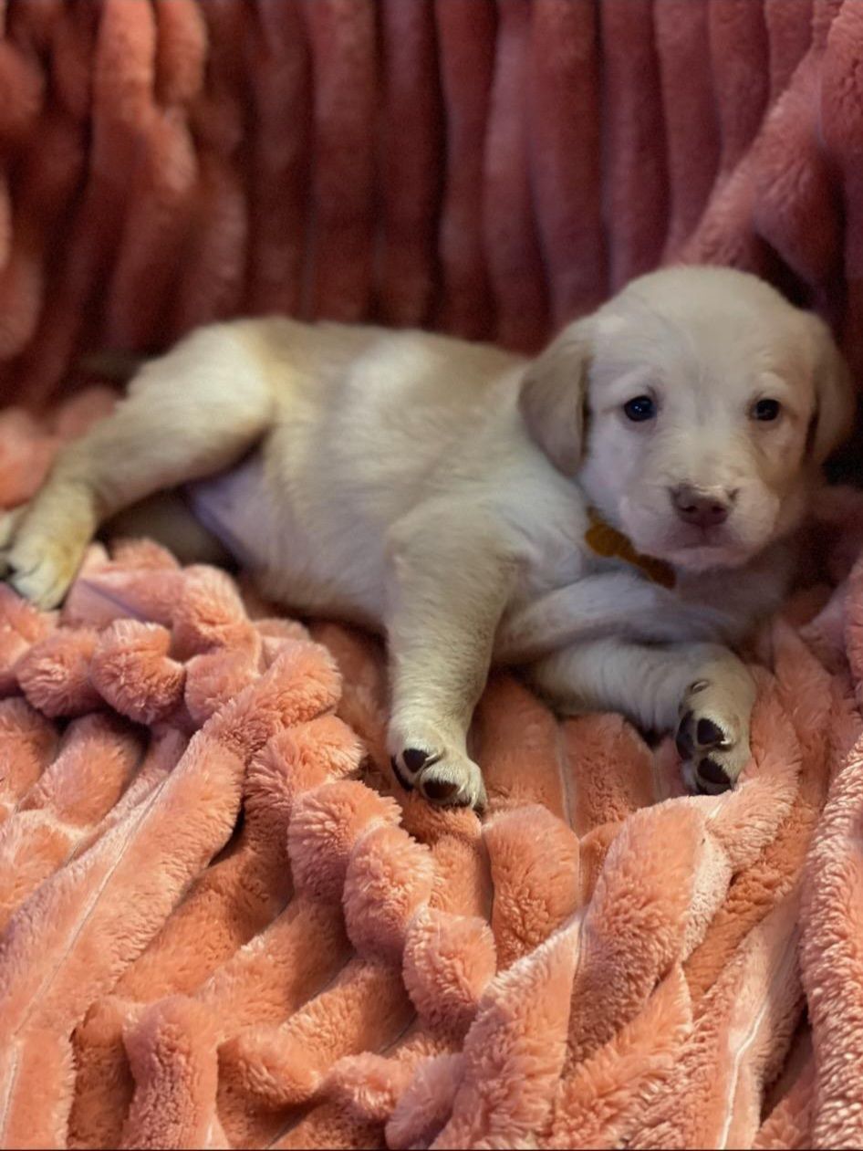 Golden Lab Puppies | Sayre, PA
