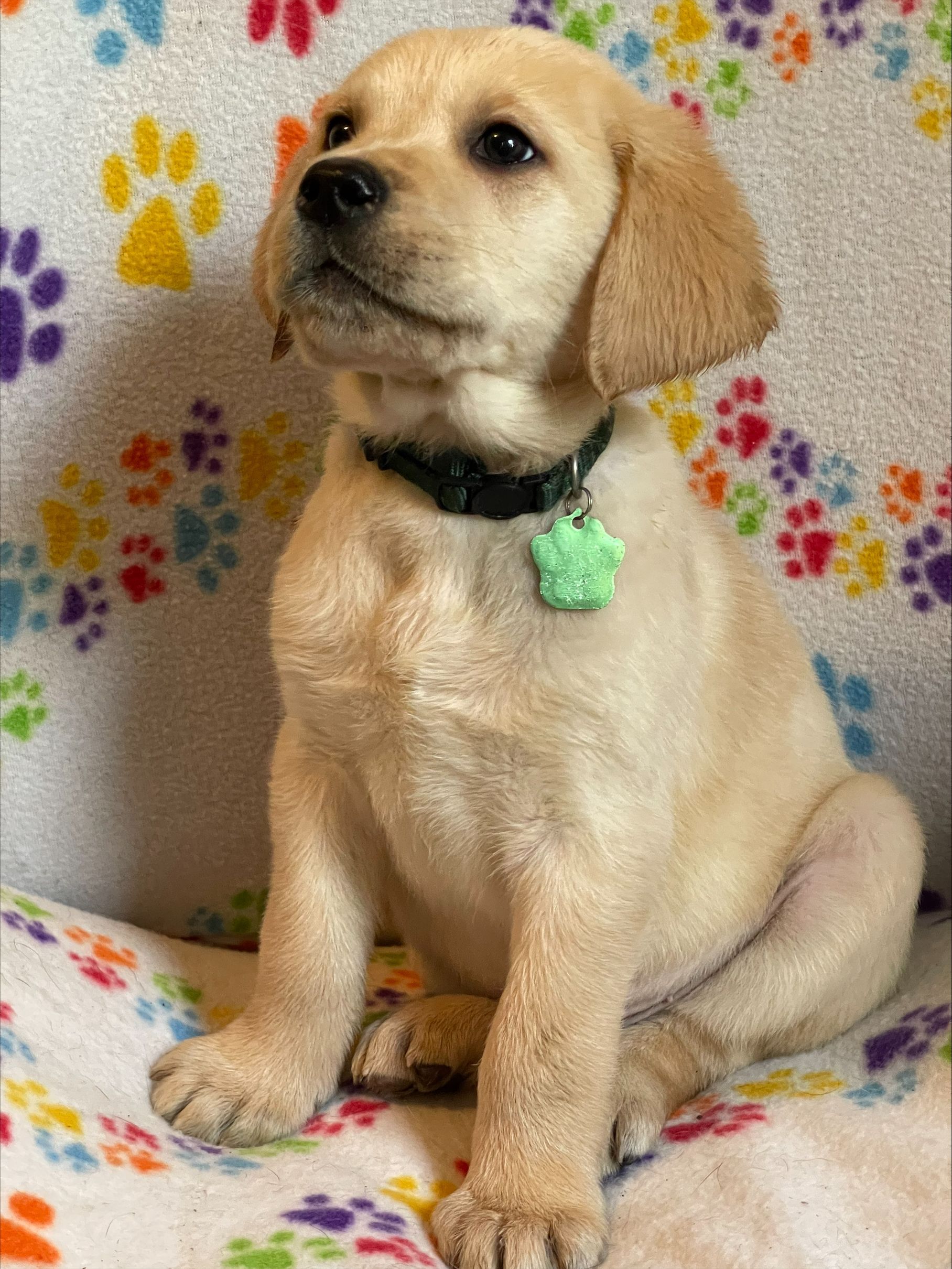 Golden Lab Puppies | Sayre, PA