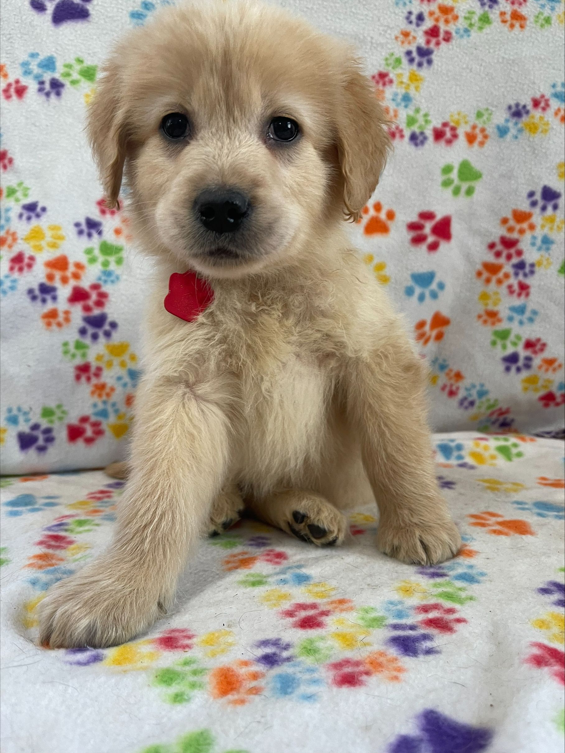 Golden Lab Puppies | Sayre, PA