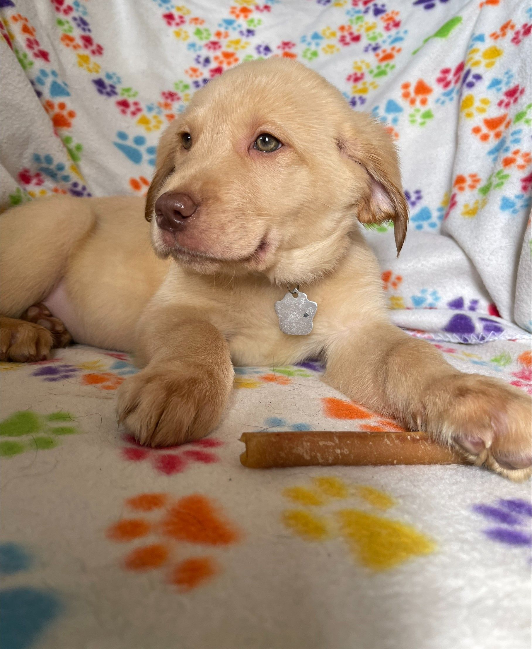 Golden Lab Puppies | Sayre, PA