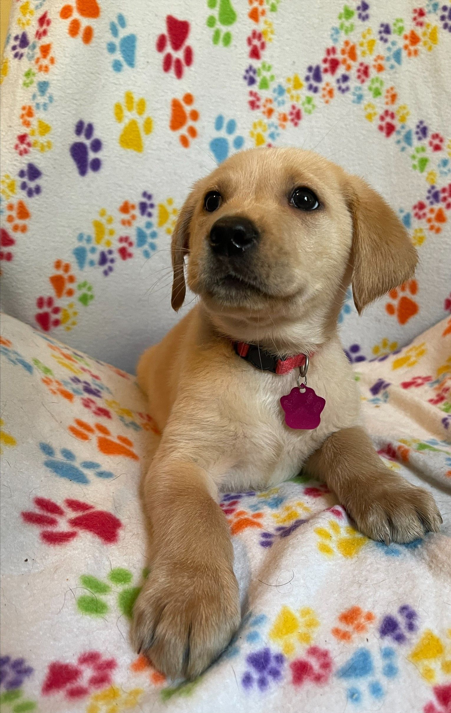 Golden Lab Puppies | Sayre, PA