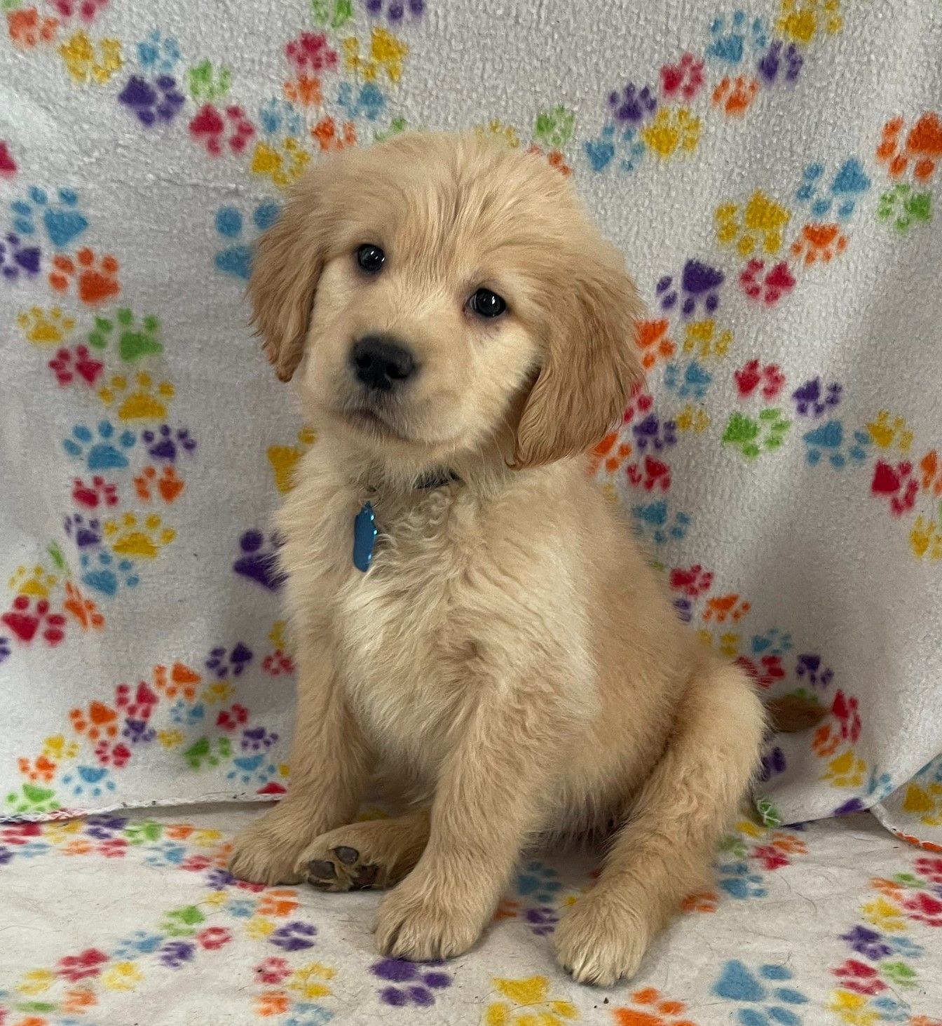 Golden Lab Puppies | Sayre, PA