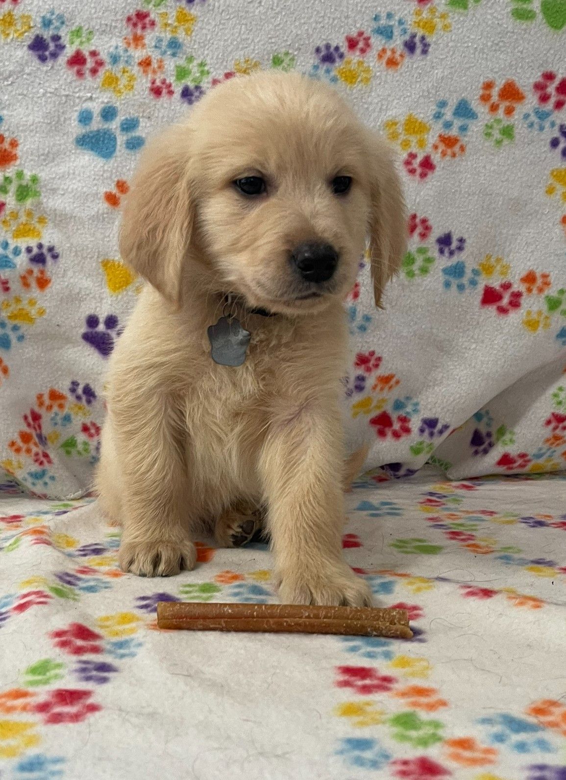 Golden Lab Puppies | Sayre, PA