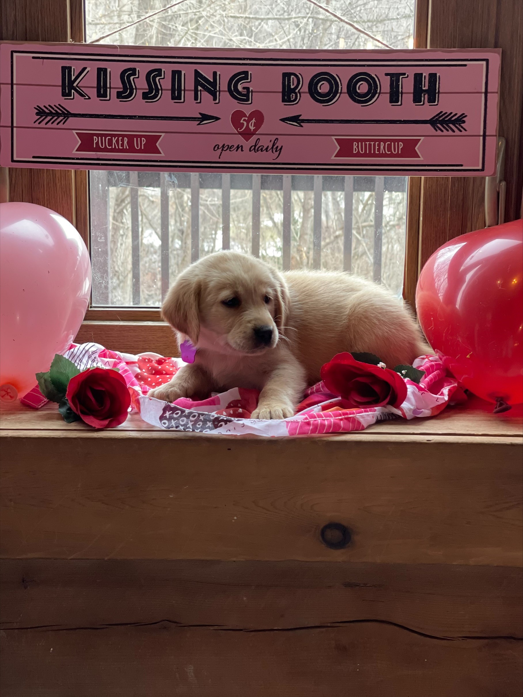 Golden Lab Puppies | Sayre, PA