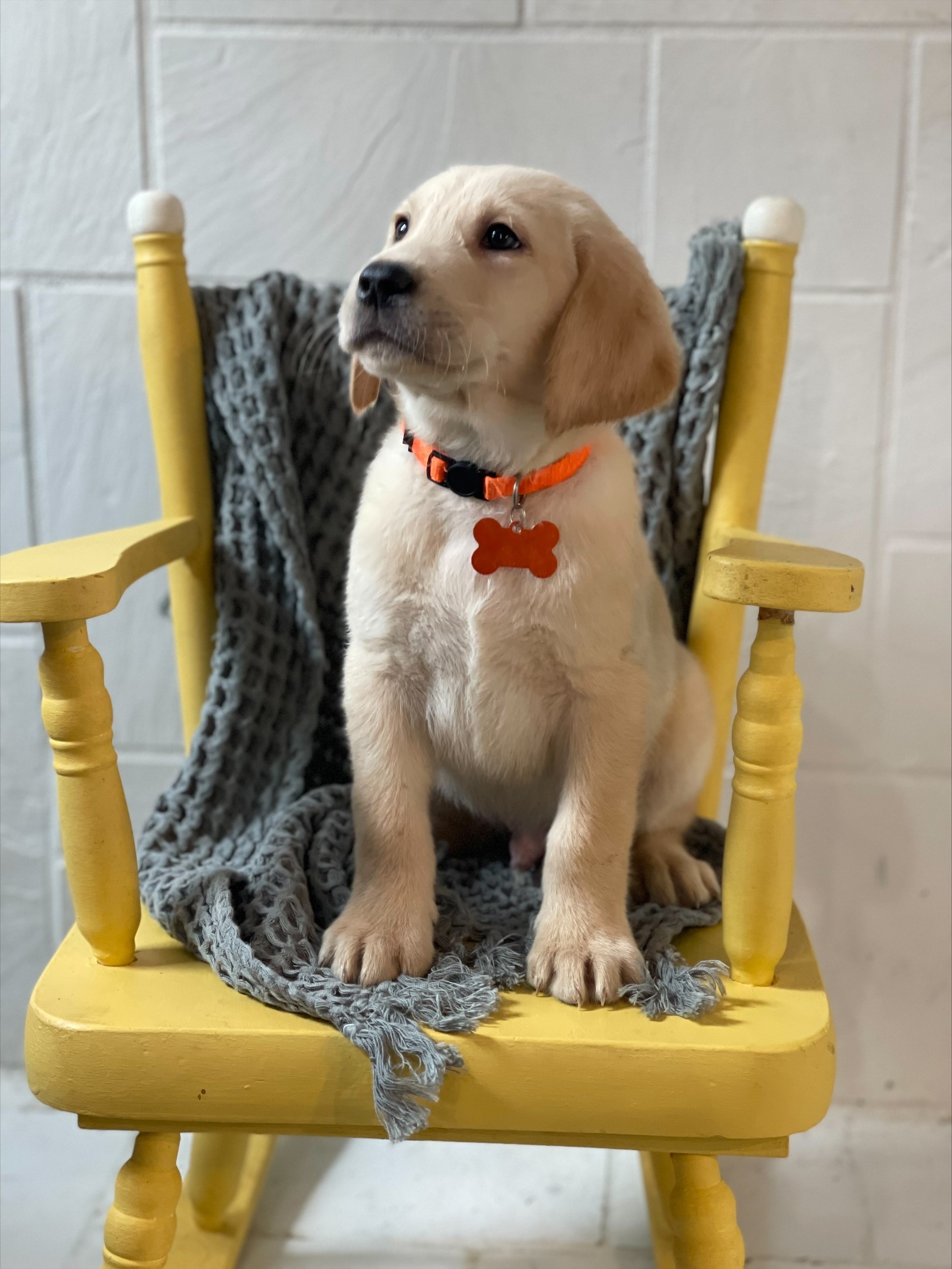 Golden Lab Puppies | Sayre, PA