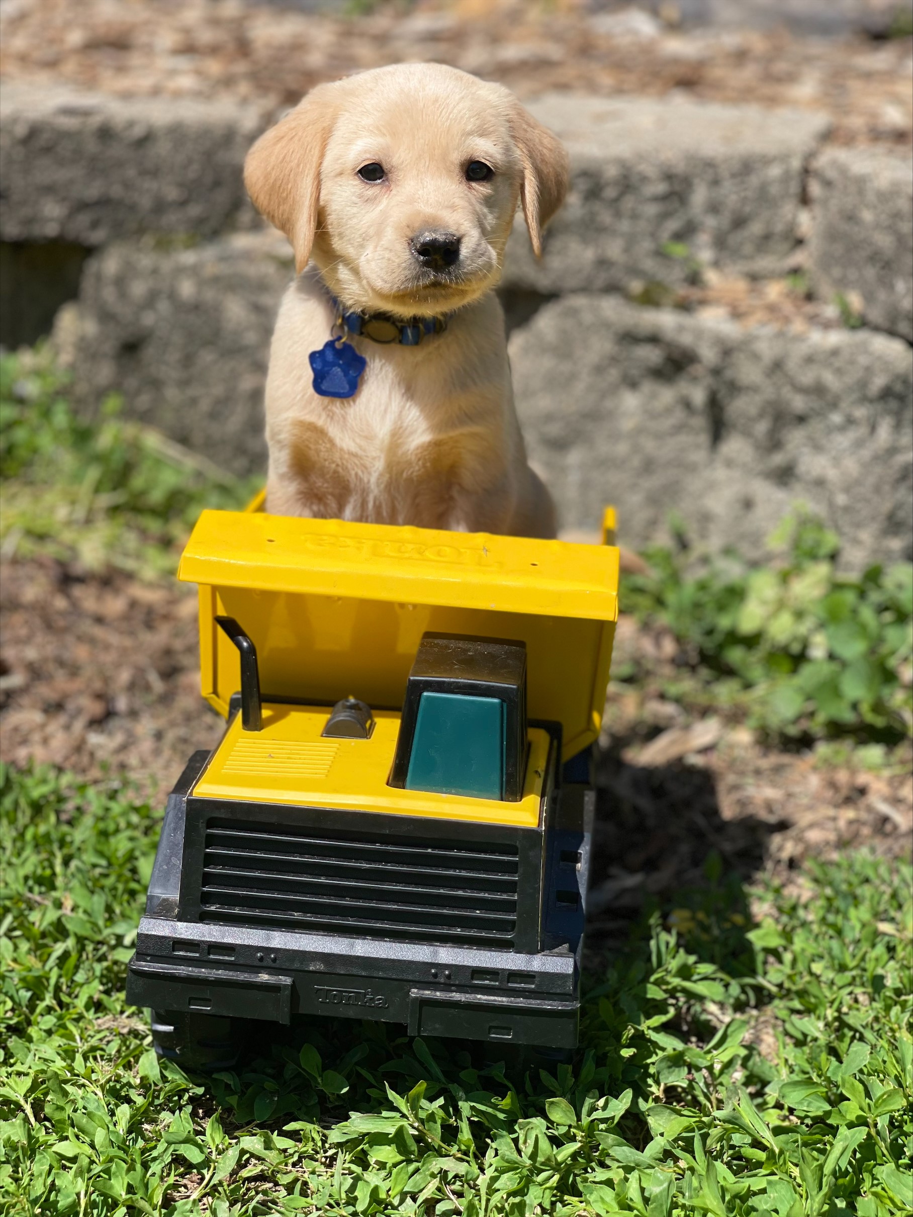 Golden Lab Puppies | Sayre, PA