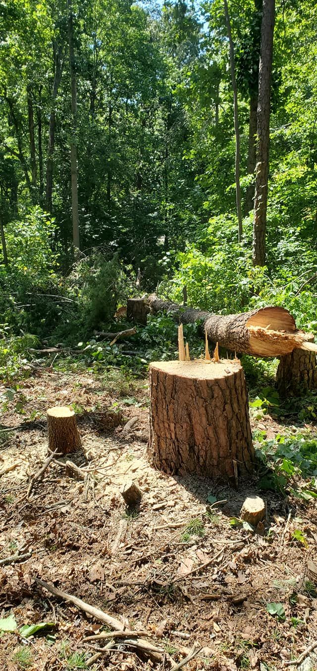 Project Gallery | Blackburn Land & Limb