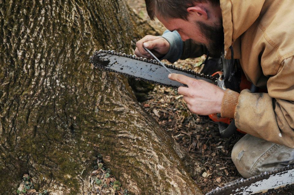 Gallery | Virginia Tree Specialist