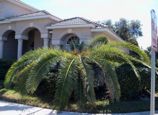 Palm Tree Injection Services | Sarasota County, FL