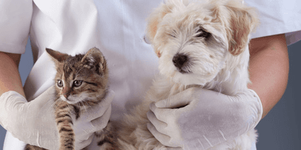 Animal Spay-Neuter Clinic | Pet Care | Omaha, NE