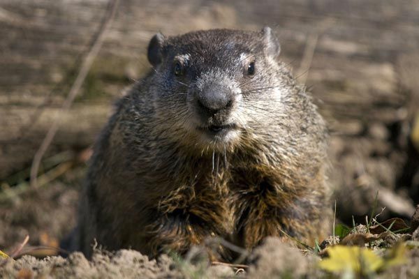 Pest Control | Mike's Gopher and Bee Control | Yucaipa, CA