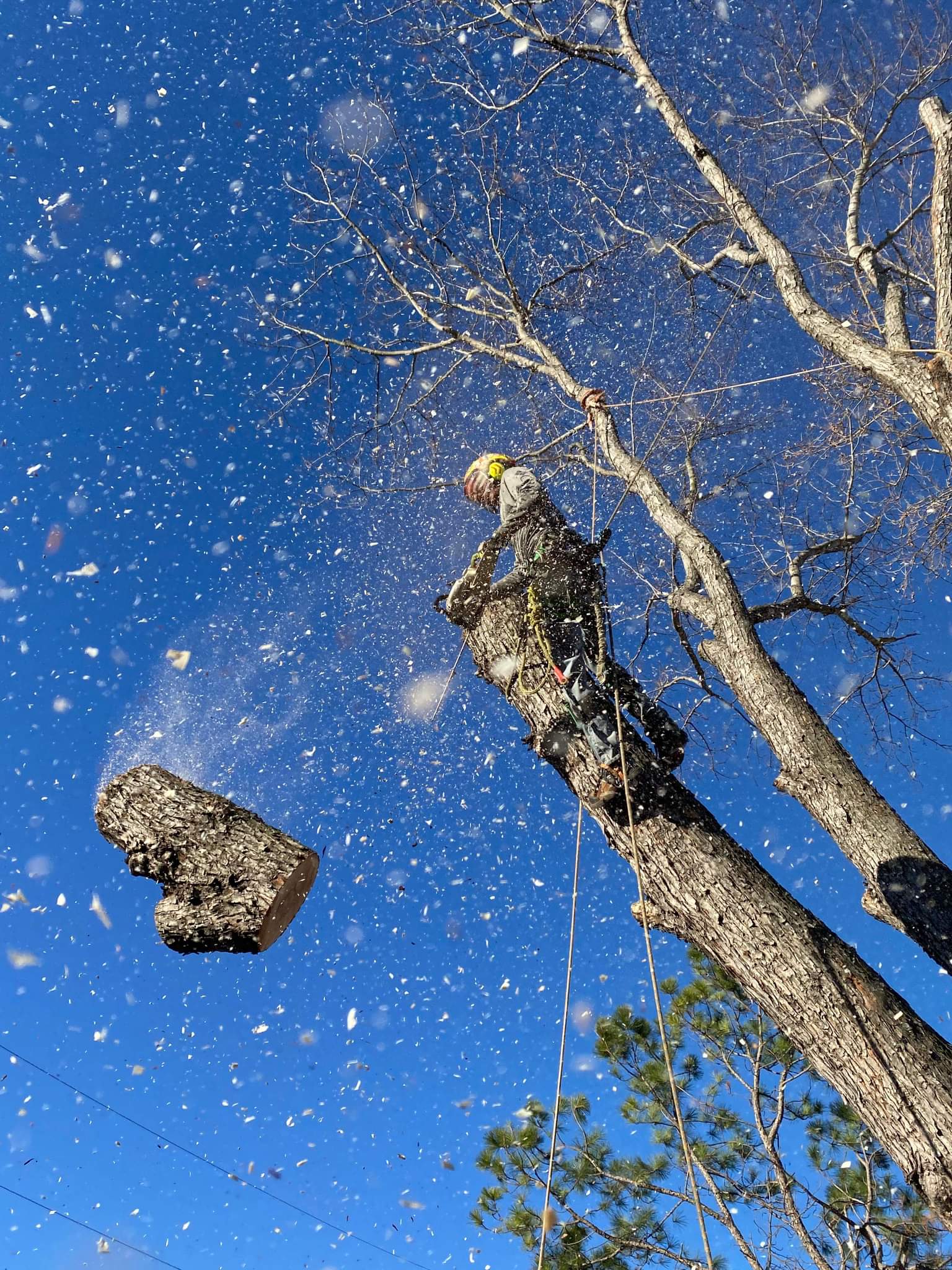 Tree Services | Mercer Tree Service LLC | Oklahoma City, OK