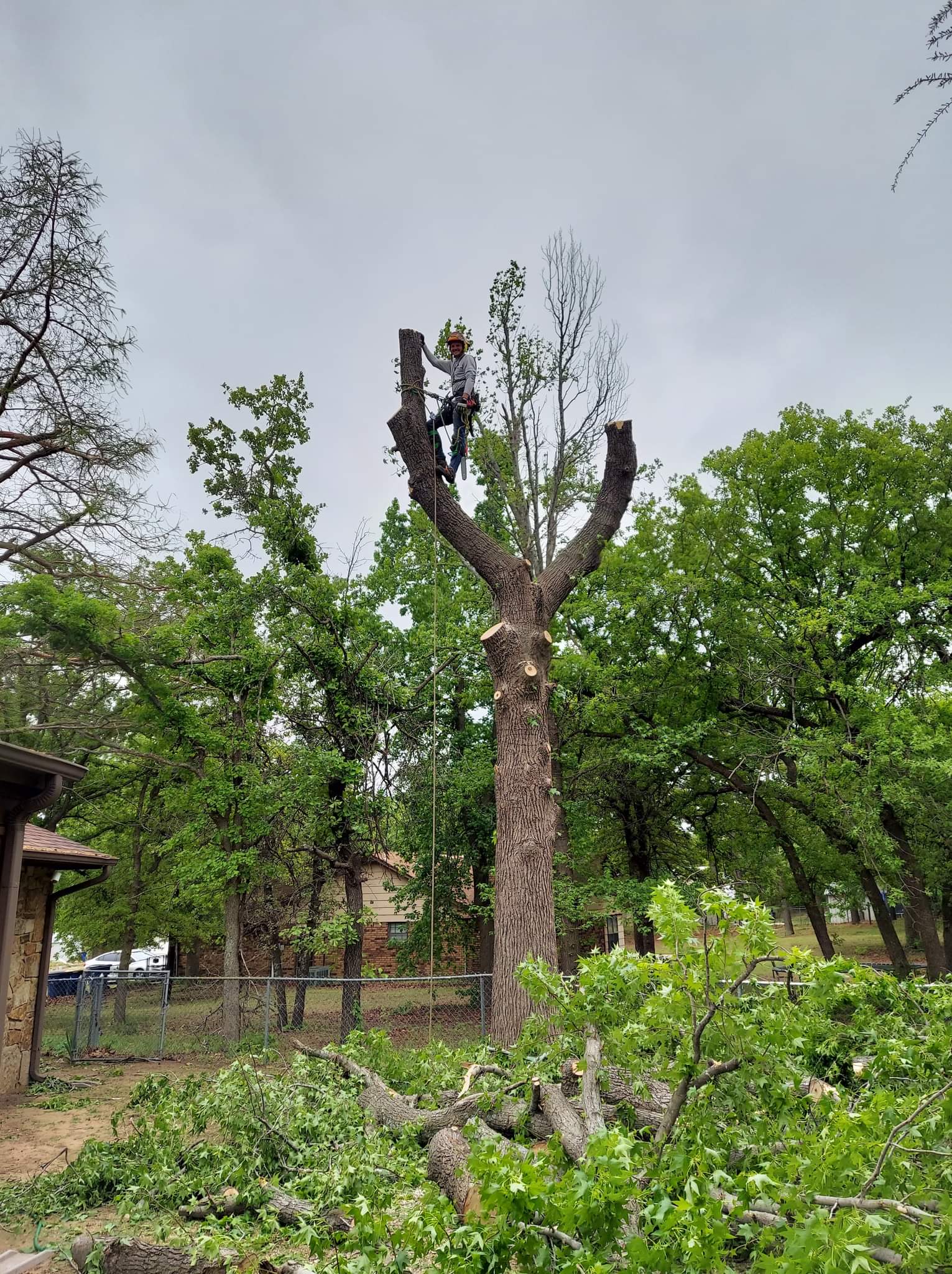 Tree Services | Mercer Tree Service LLC | Oklahoma City, OK