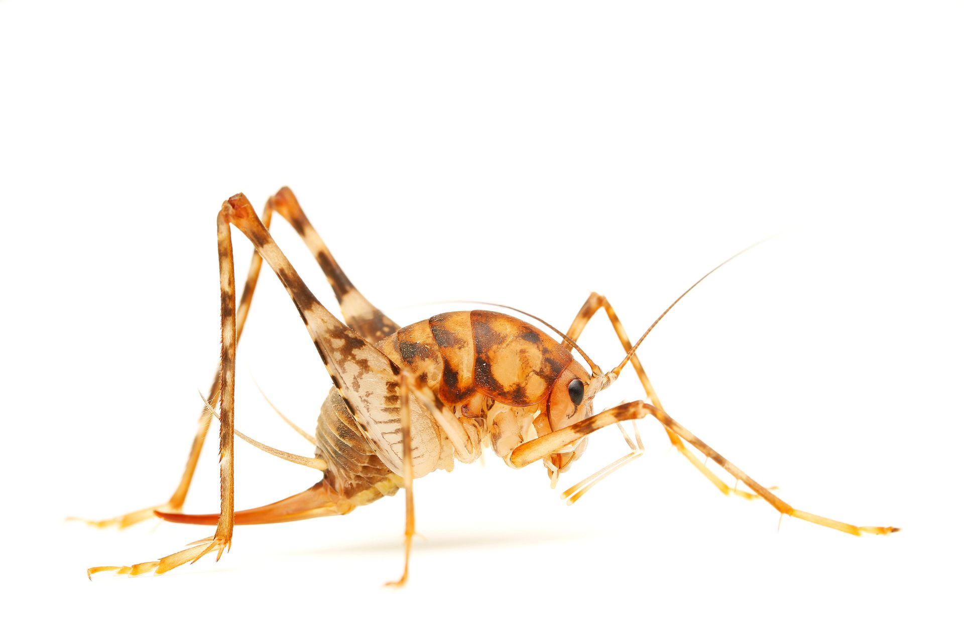 Pest Control | All-Rite Pest Control | Central Kentucky