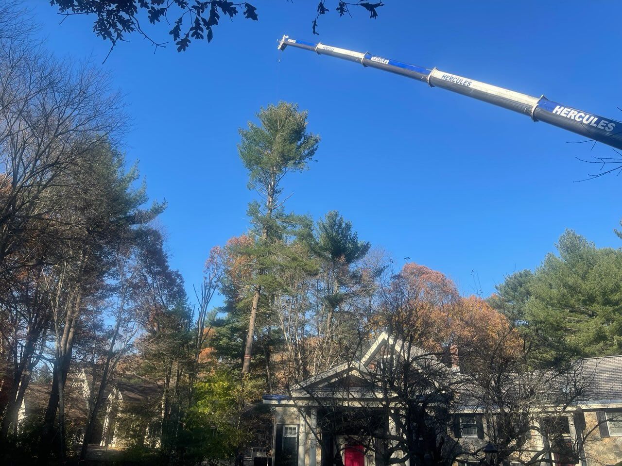 Tree Removal | JAE Tree Service | Andover, MA. Lynnfield MA