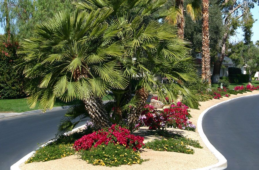 Gallery | Sunshine Landscape | Coachella Valley, CA