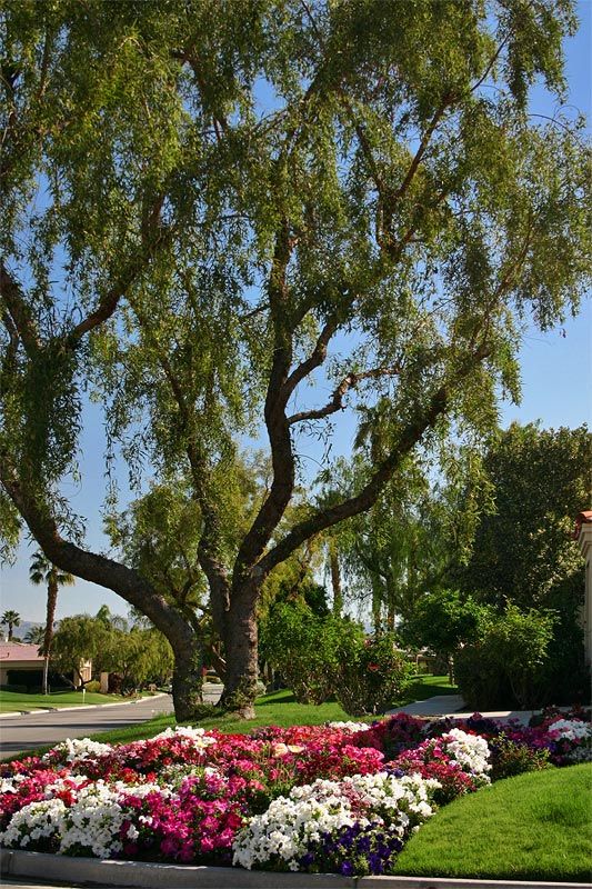 Gallery | Sunshine Landscape | Coachella Valley, CA