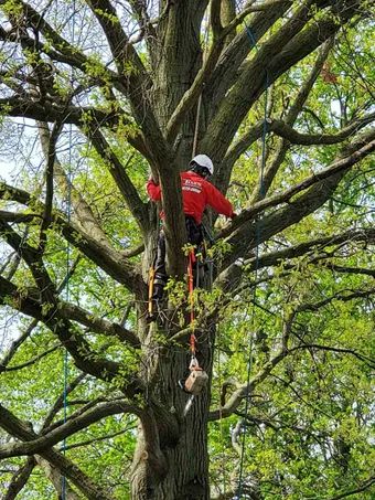 Tree Services Edwardsville, IL | Glen Carbon, IL