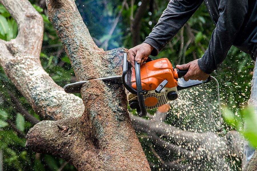 Tree Service Company Harrisburg, PA | Middletown, PA