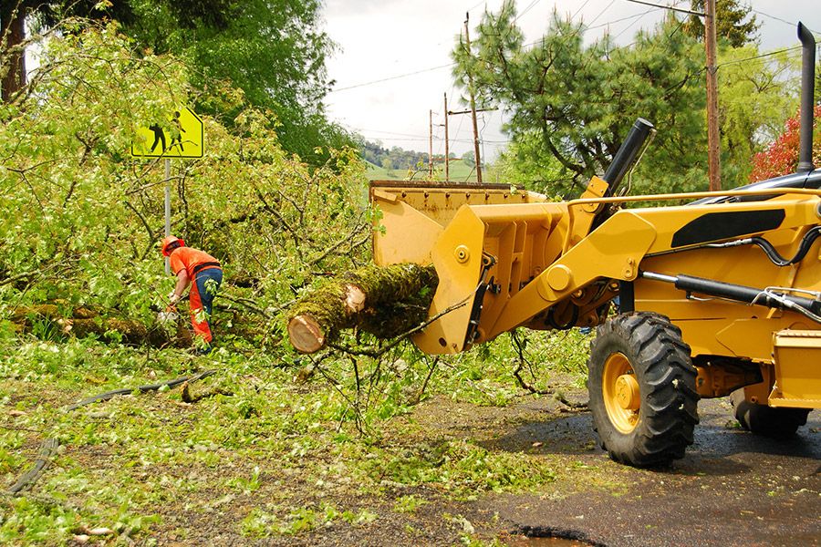 Tree Service Company Harrisburg, PA | Middletown, PA