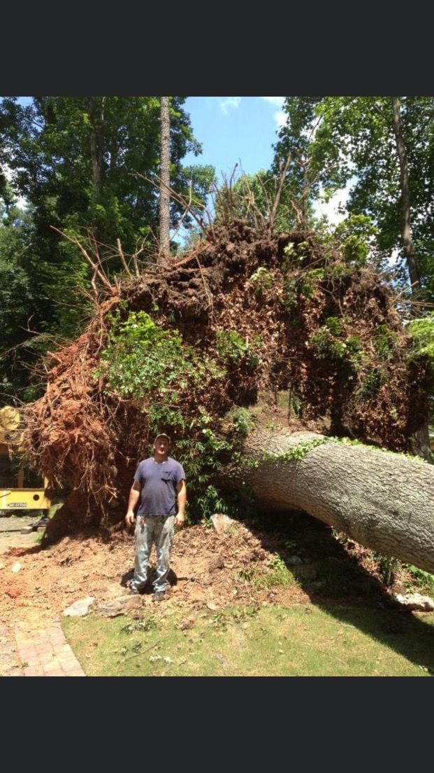 Tree Removal Service Lilburn, GA | Ryan Tree Service, Inc.