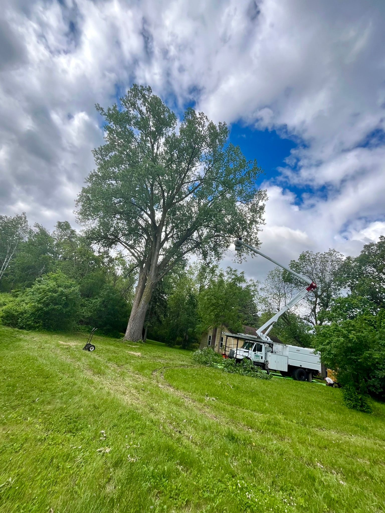 Steve's Quality Tree Service Gallery | Twin Cities