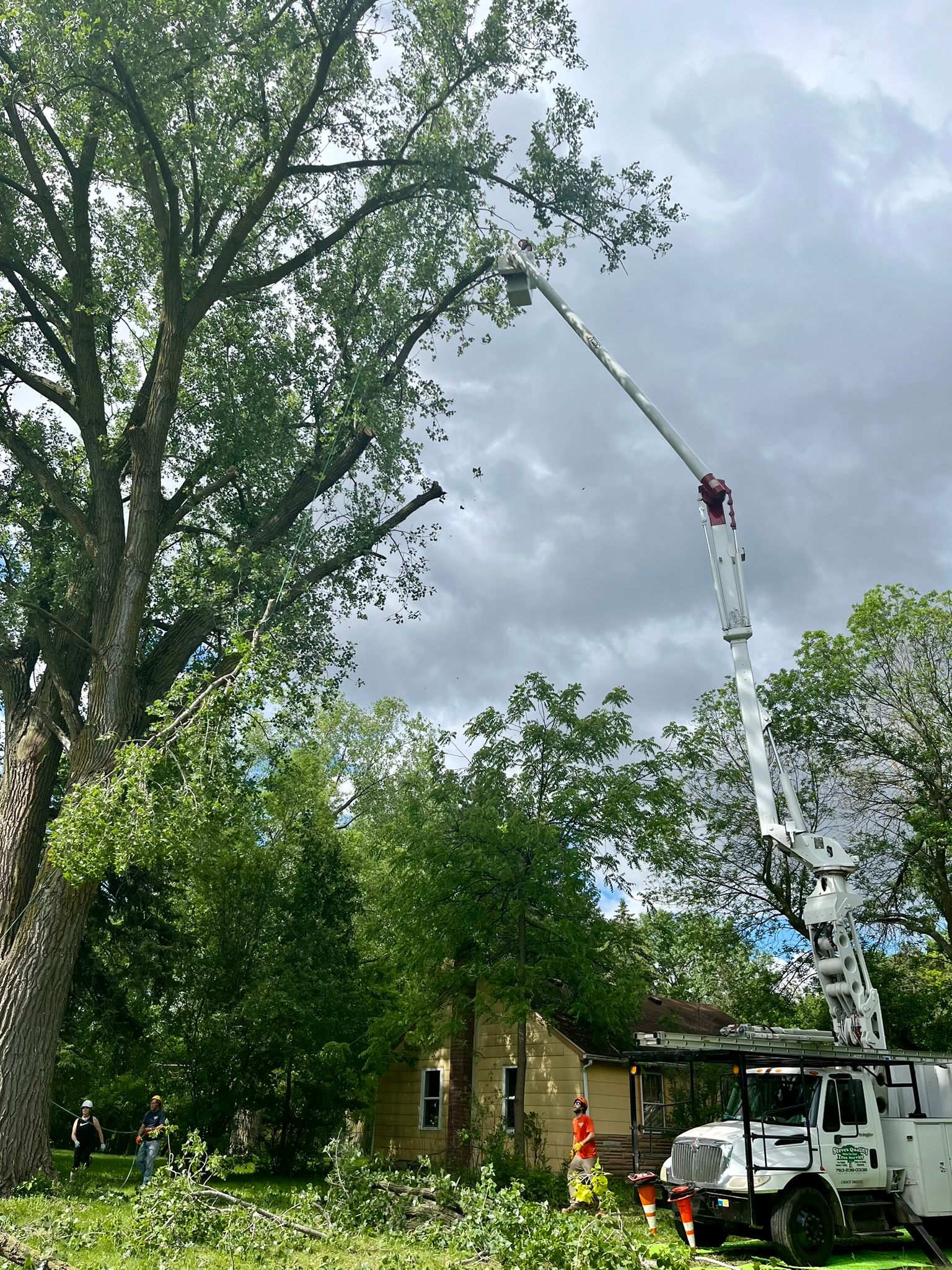 Steve's Quality Tree Service Gallery | Twin Cities
