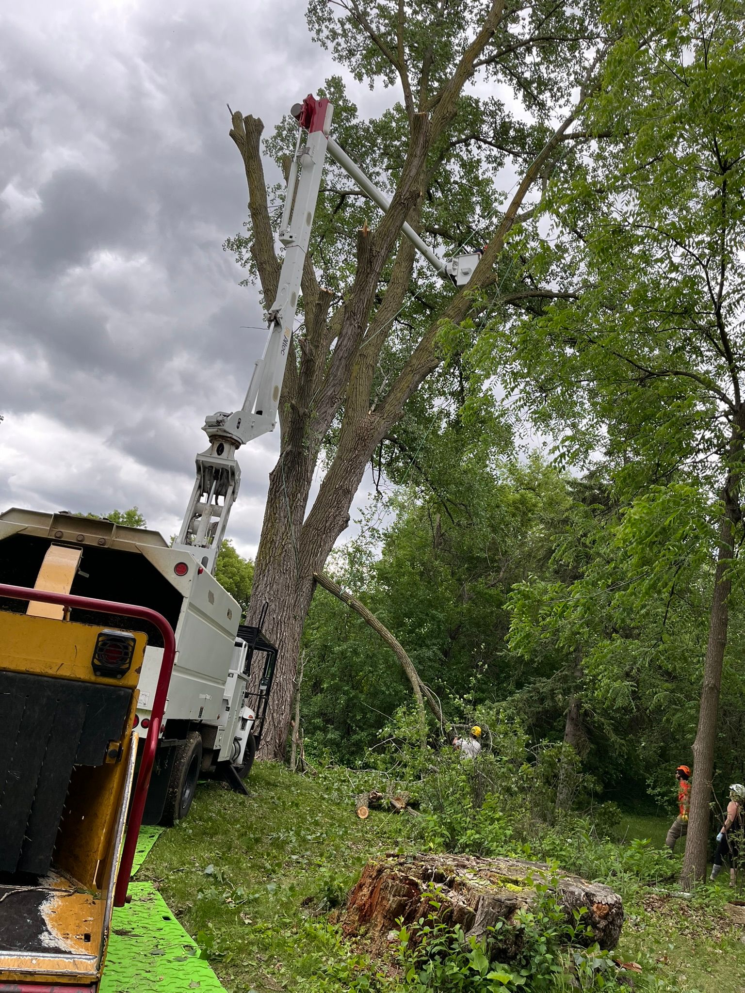 Steve's Quality Tree Service Gallery | Twin Cities