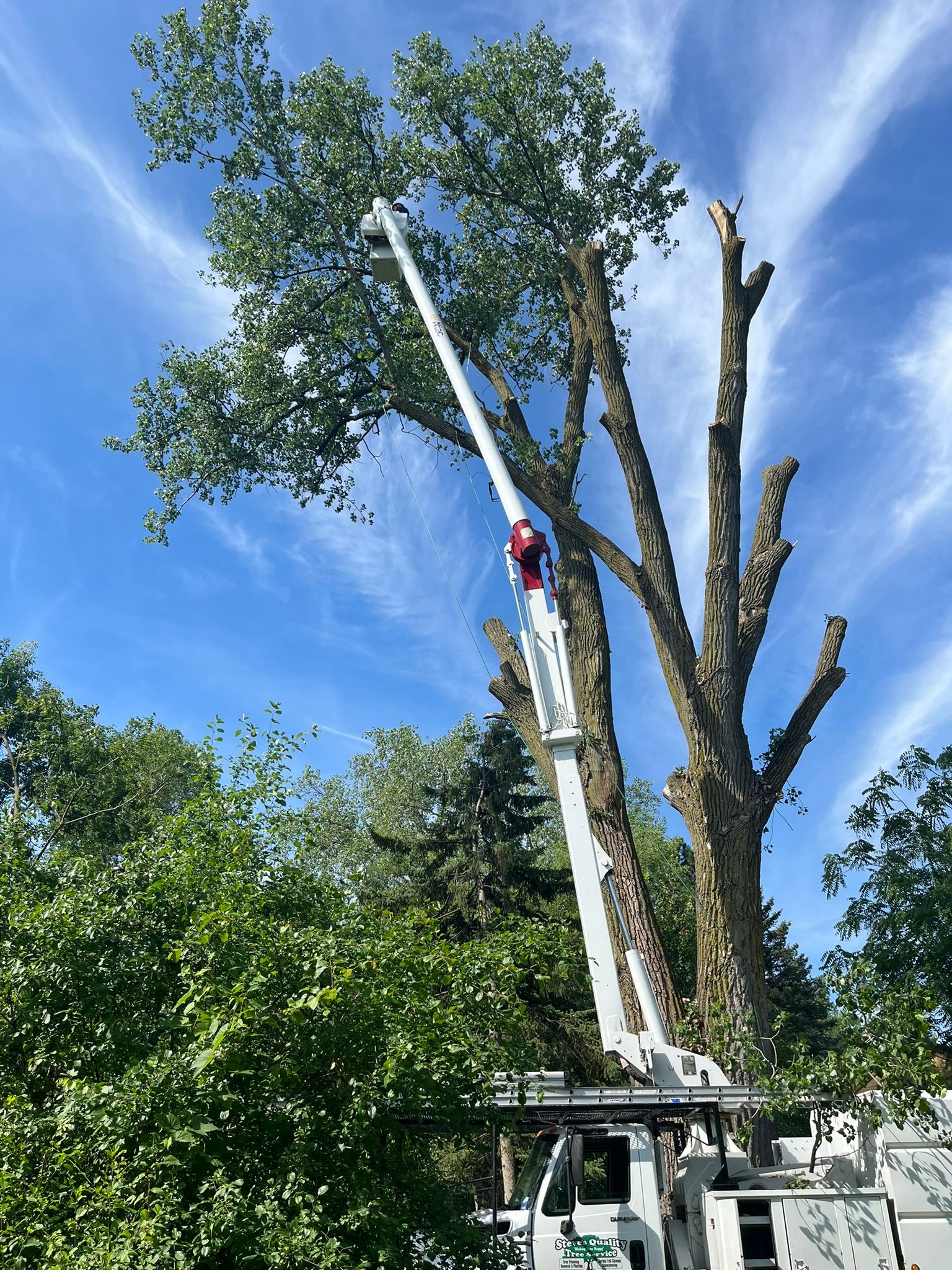 Steve's Quality Tree Service Gallery | Twin Cities