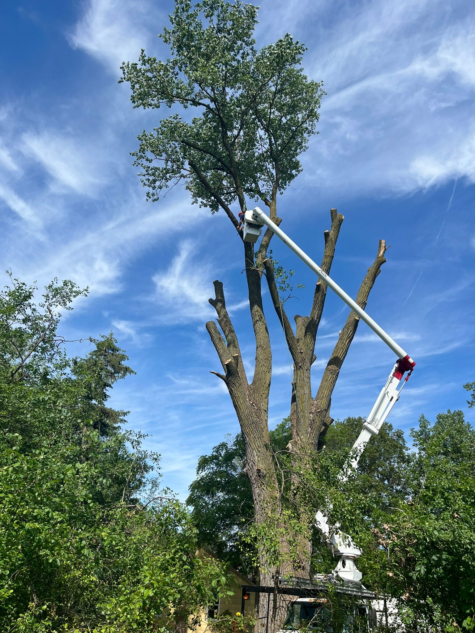 Steve's Quality Tree Service Gallery | Twin Cities