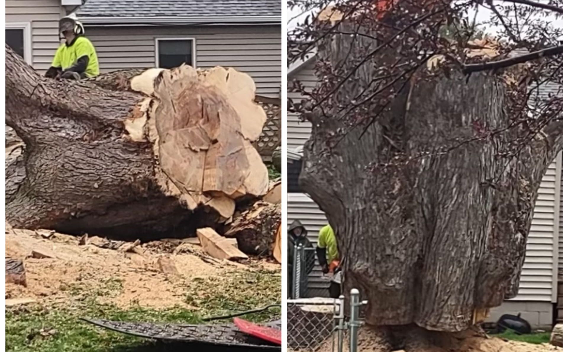 Photo Gallery | Tree-B-Gone of Green Bay