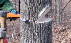 Cam's Tree Service | Tree Trimming | Hobart, IN