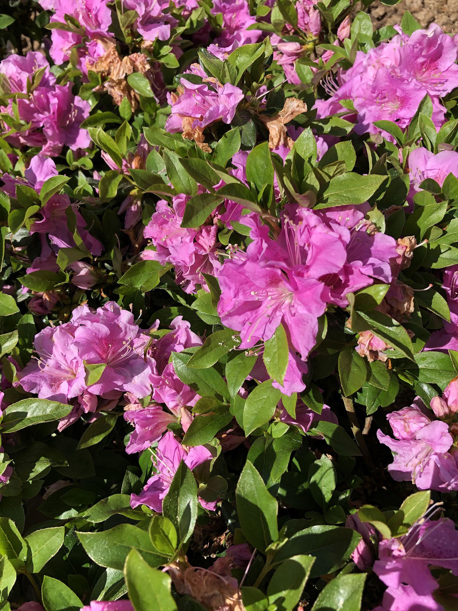 Gallery Grayson Bailey Landscaping & Design | Athens AL