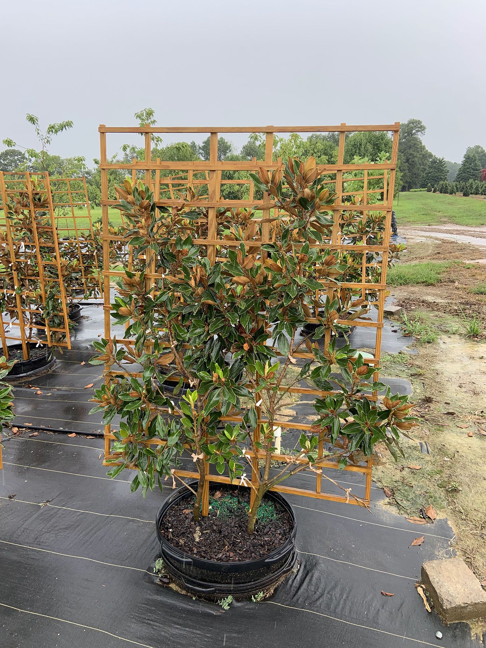 Gallery Grayson Bailey Landscaping & Design | Athens AL