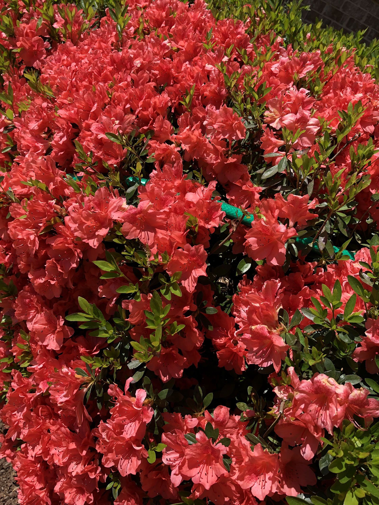 Gallery Grayson Bailey Landscaping & Design | Athens AL