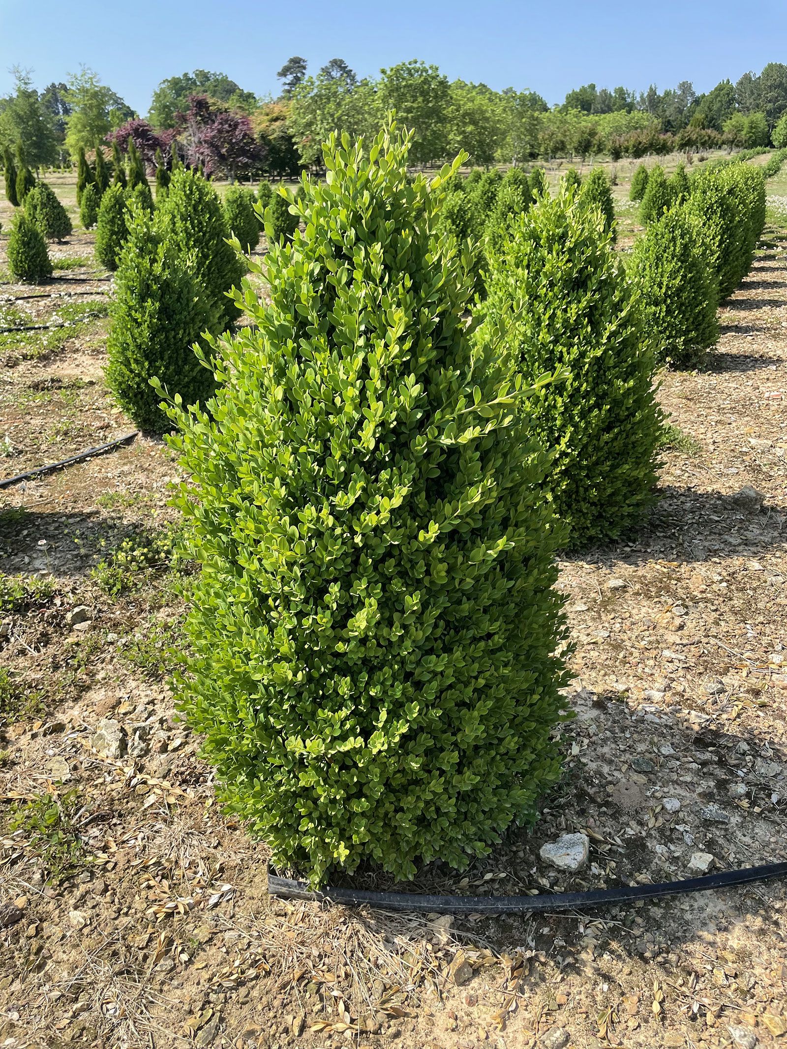 Gallery Grayson Bailey Landscaping & Design | Athens AL