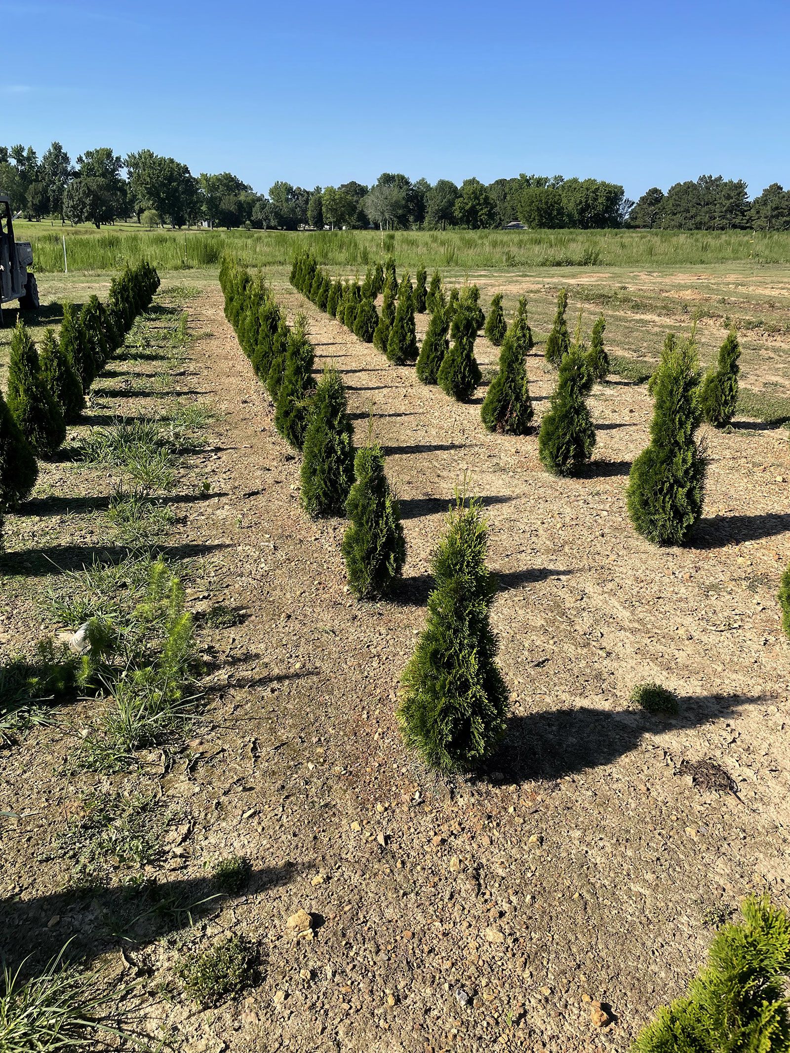 Gallery Grayson Bailey Landscaping & Design | Athens AL
