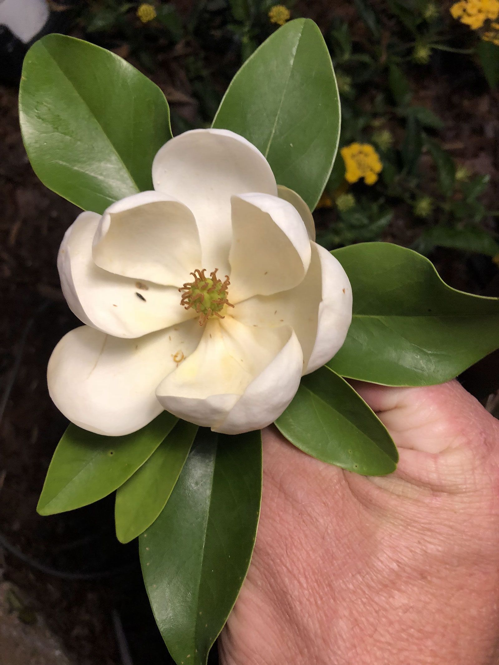 Gallery Grayson Bailey Landscaping & Design | Athens AL