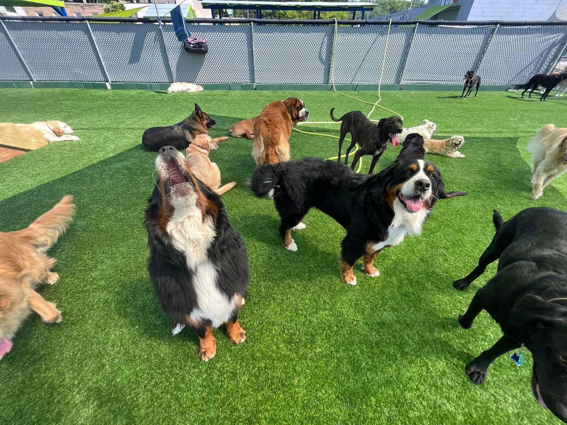 Dog Boarding Milwaukee, WI | Happy Paws Grooming & Daycare