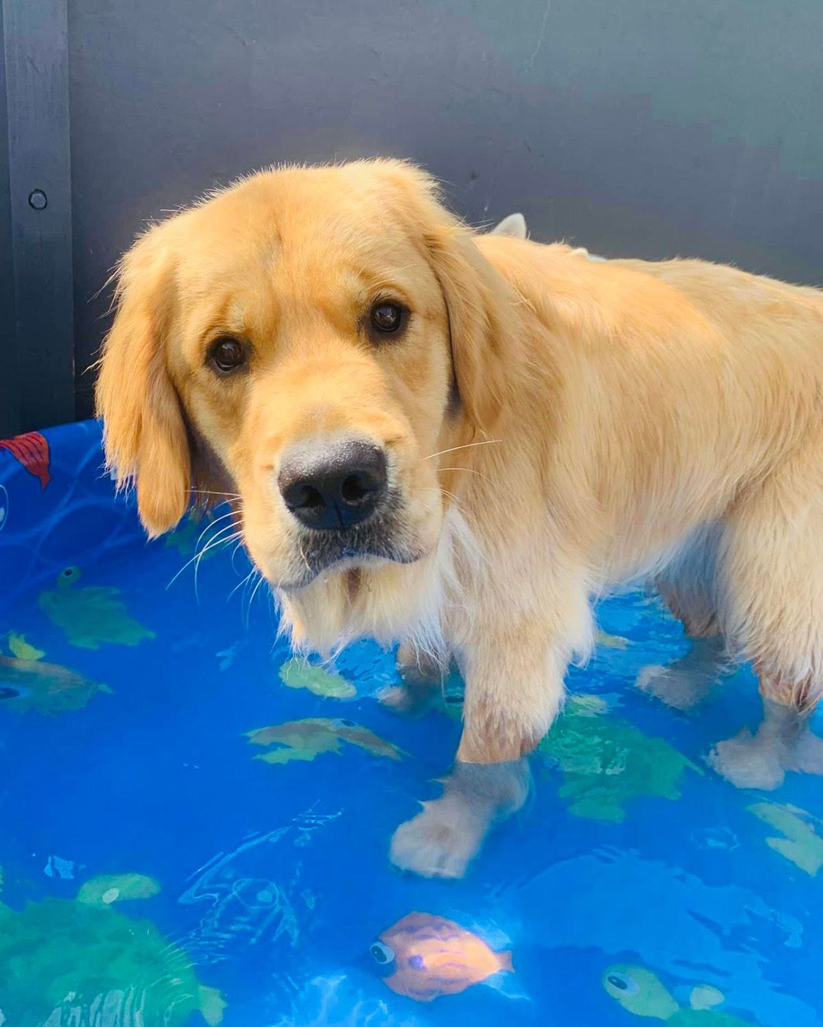 Tosa Gallery | Happy Paws Grooming & Daycare