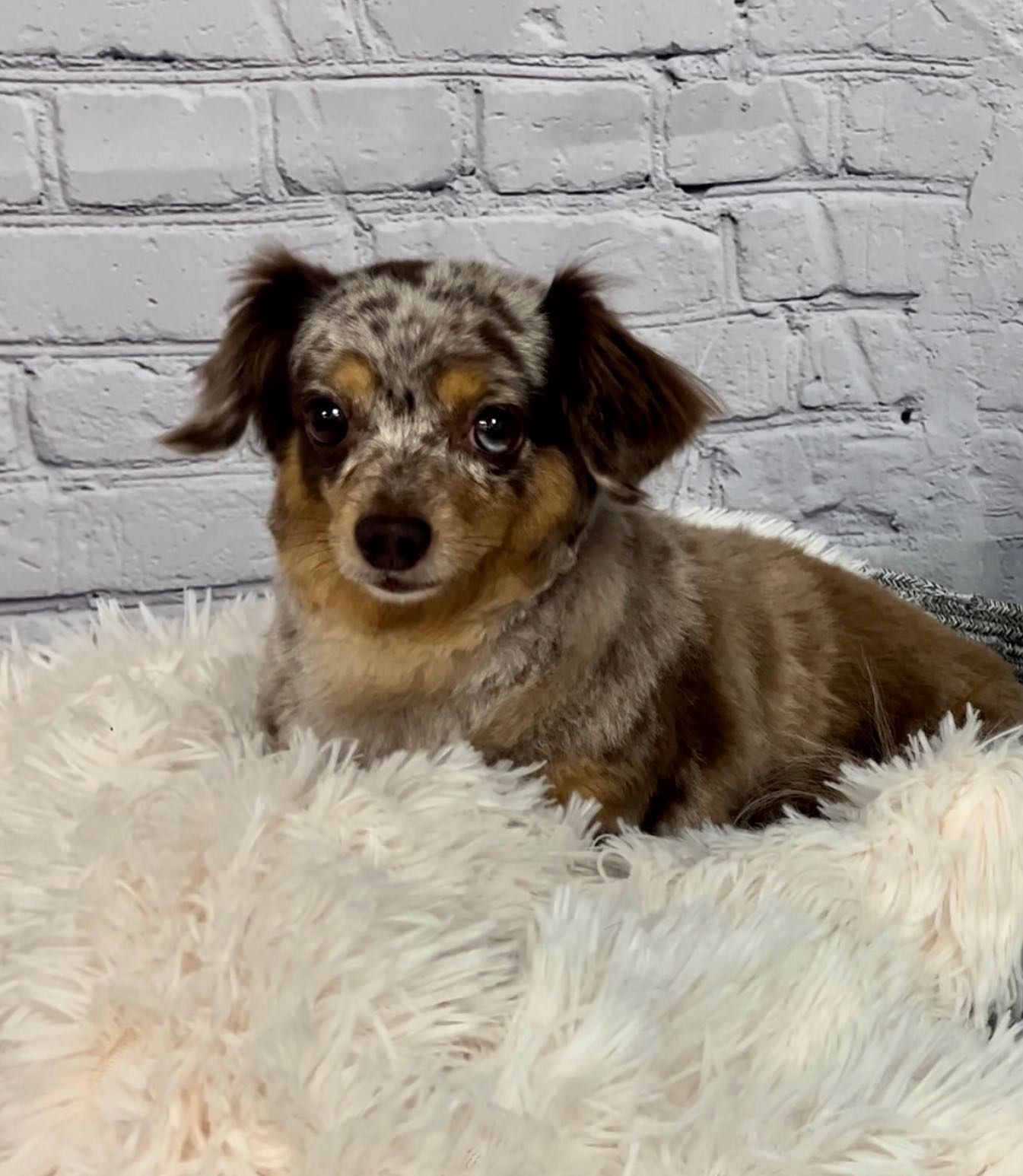 Grooming Gallery | Happy Paws Grooming Salon