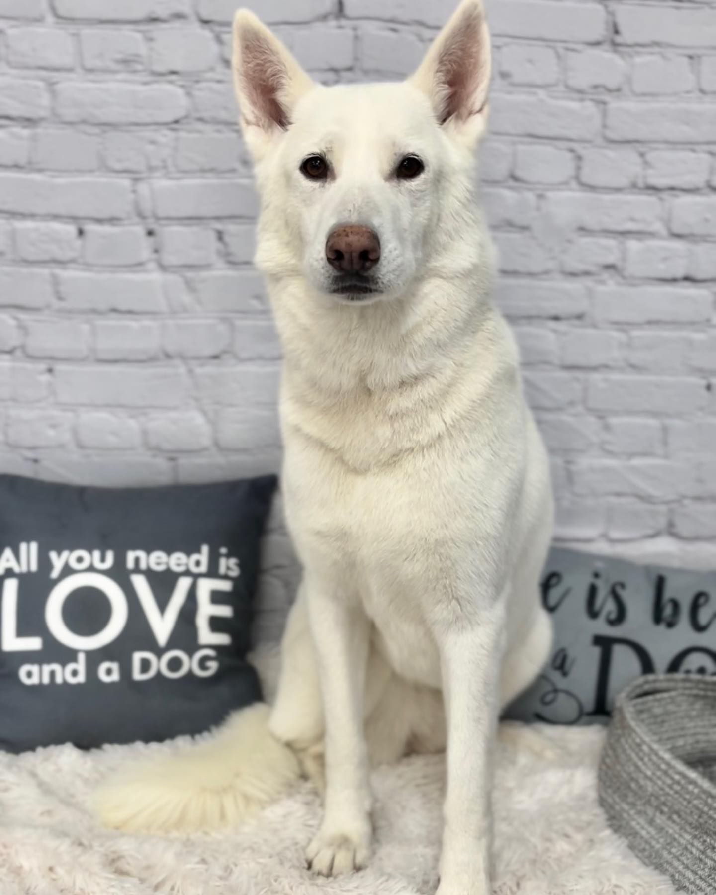 Grooming Gallery | Happy Paws Grooming Salon