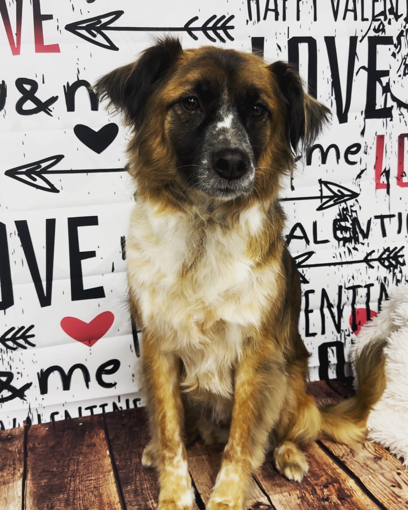 Grooming Gallery | Happy Paws Grooming Salon