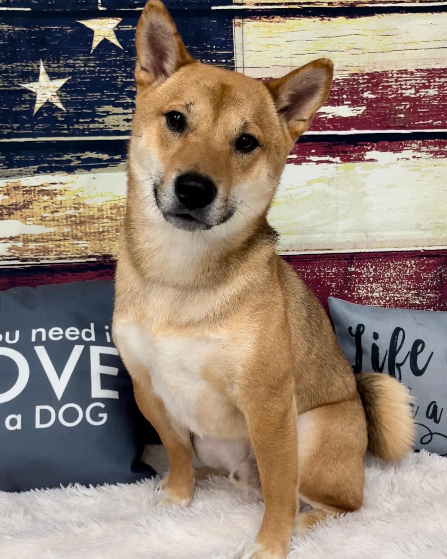 Grooming Gallery | Happy Paws Grooming Salon