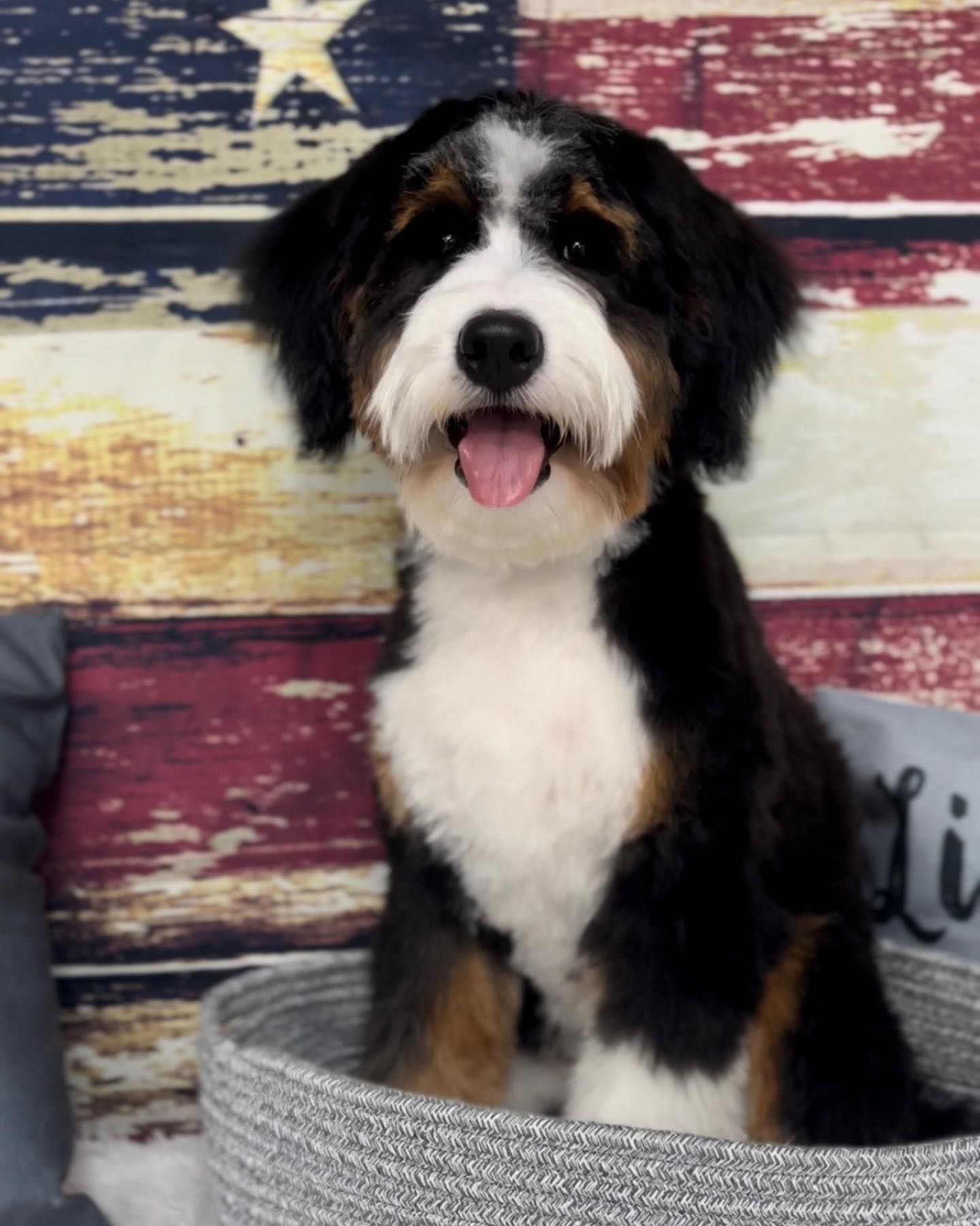 Grooming Gallery | Happy Paws Grooming Salon